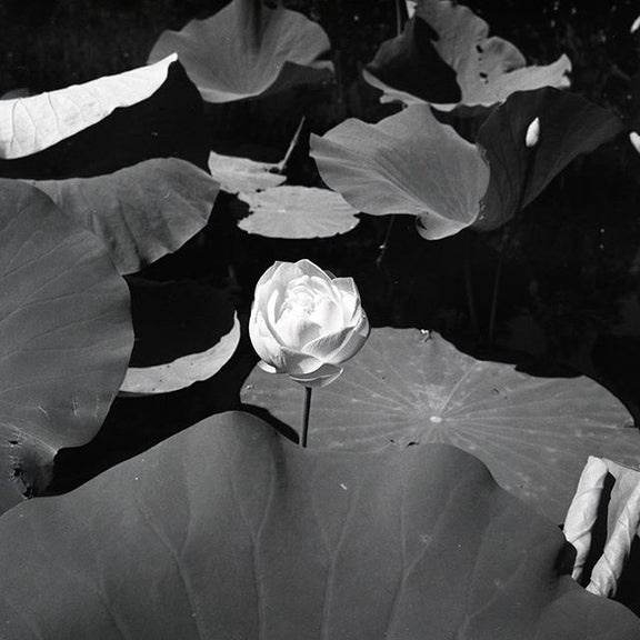 Rollei Retro 400S - 36exp, 135/35mm Black & White Negative Film – Panda ...