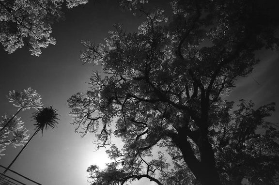 [Expired] Rollei Retro 80S - 36exp, 135/35mm Black & White Negative Fi ...